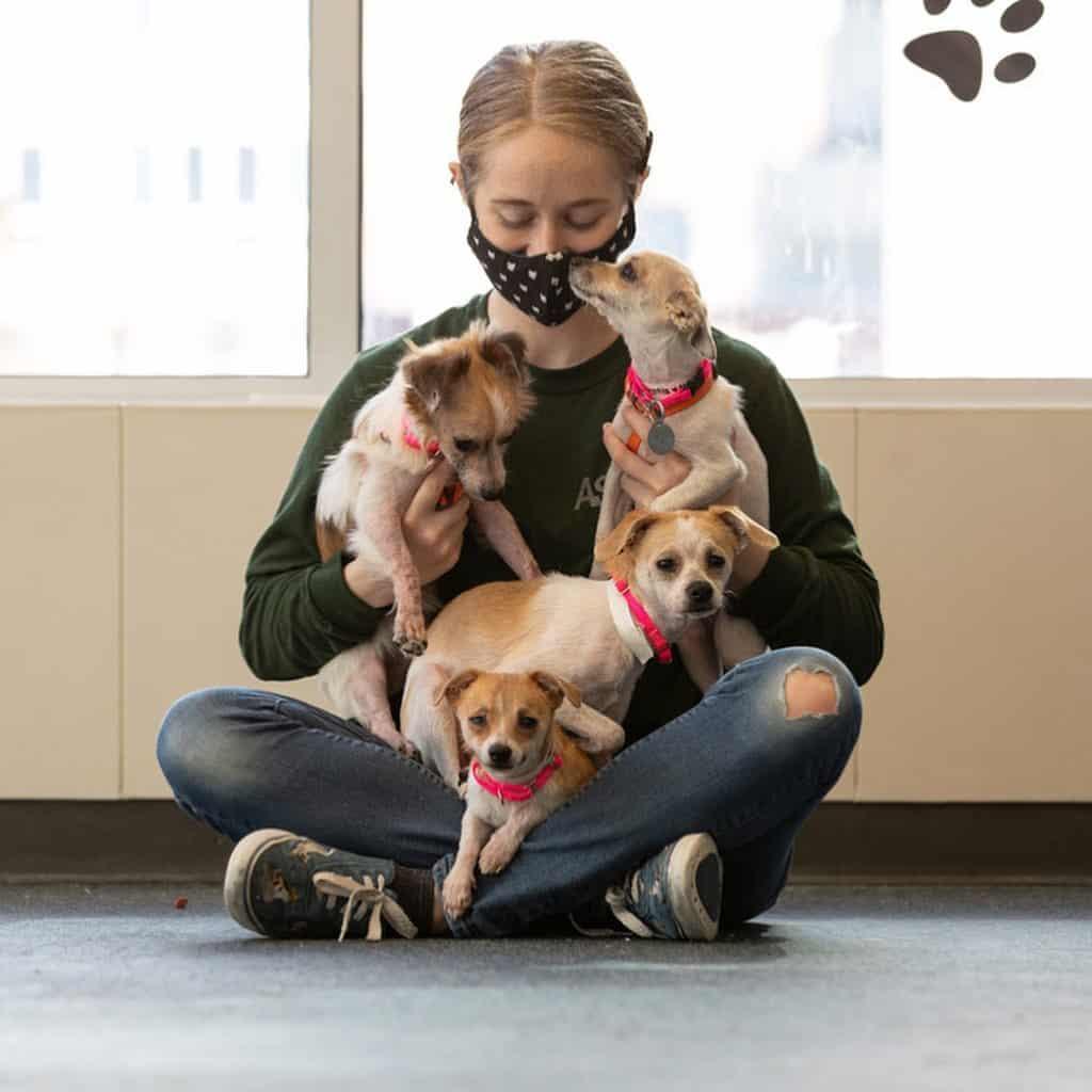 HER AGENDA — How To Foster An Animal During The Pandemic